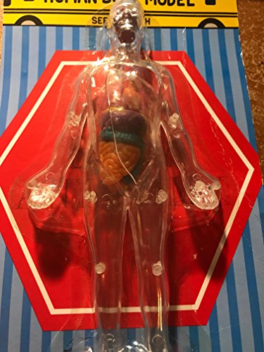 See Through Model Human Body